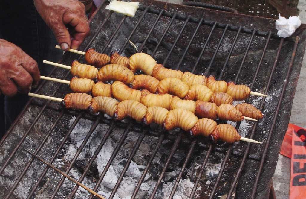 Yasuni - Ecuador Trails